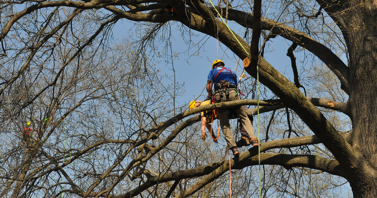 Tree Climbing Championships at AU - Casey Trees