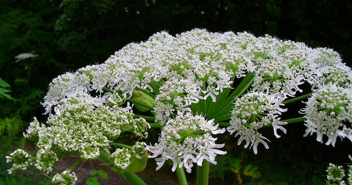 Hogweed is Here: What it Is, What it Looks Like, and Why You Should ...