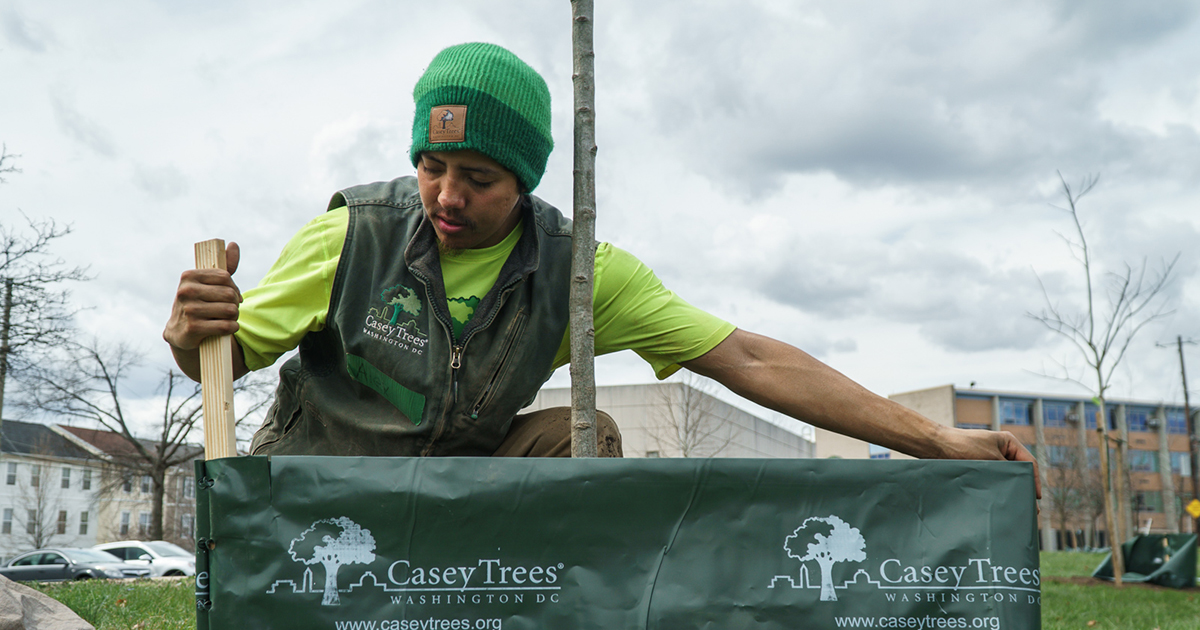 In Honor of Labor Day: Jobs in Arboriculture - Casey Trees