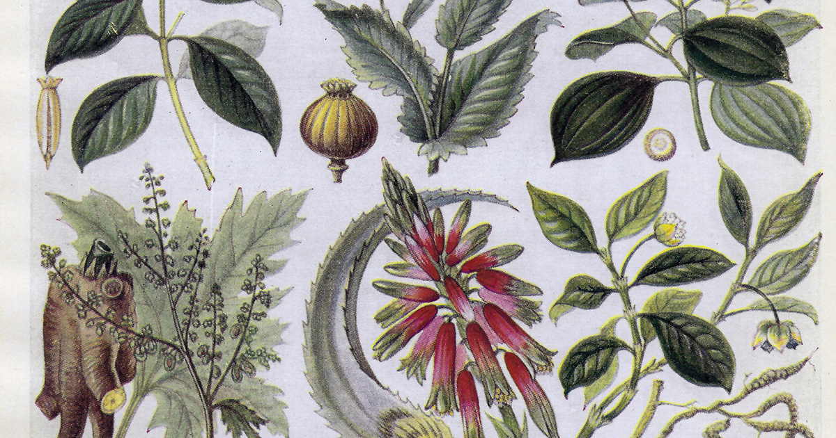 Medicinal Trees - Casey Trees