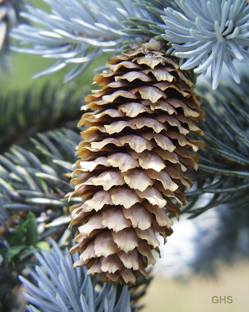 Tell the Difference Between Spruce and Pine Trees - Casey Trees
