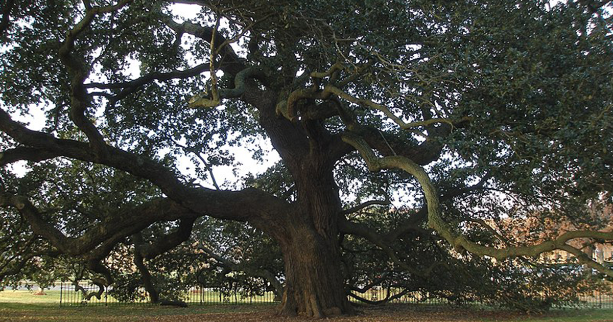 Celebrating the Emancipation Oak this Emancipation Day - Casey Trees