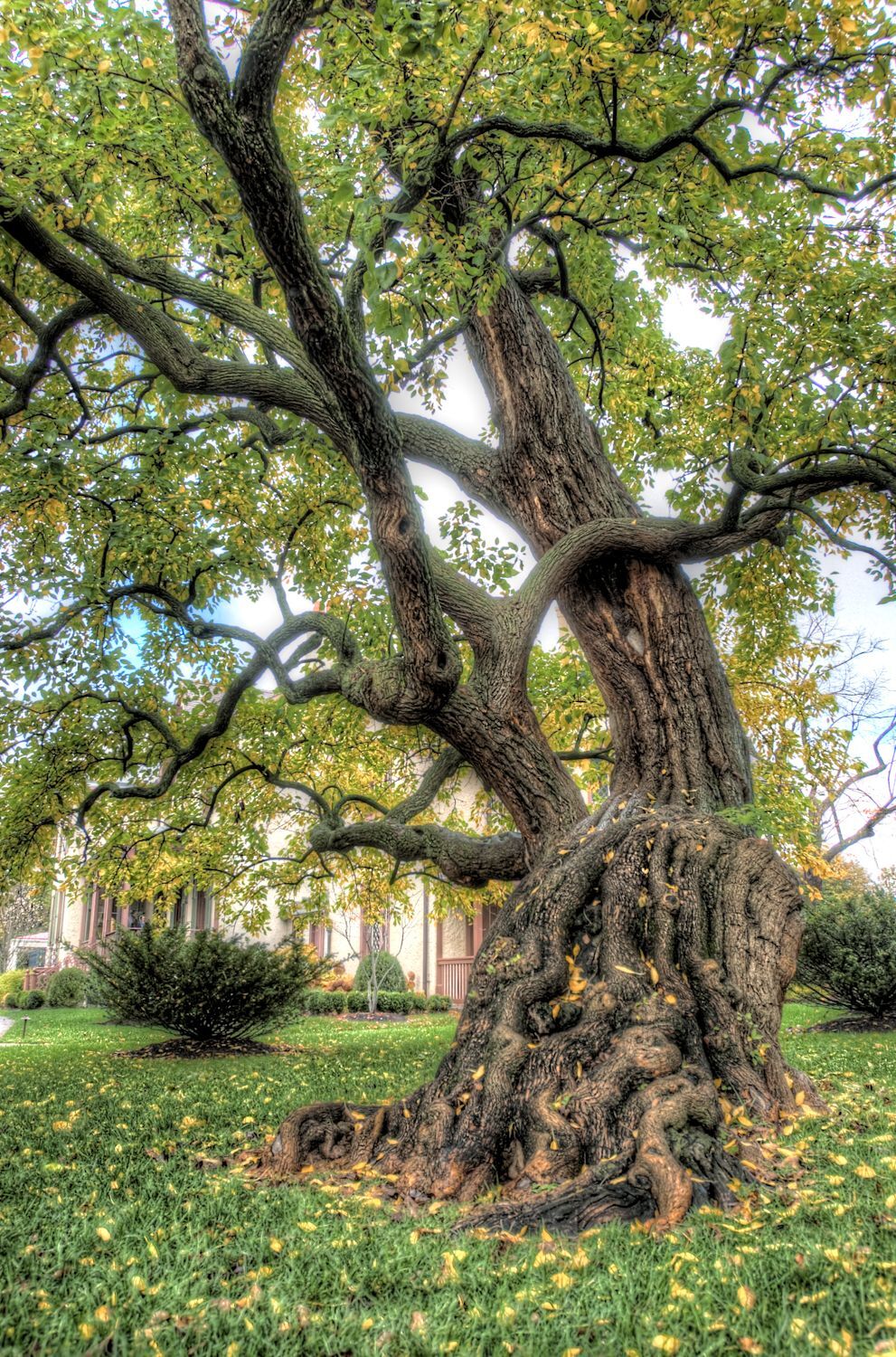 Nature Based Ways to Mark Juneteenth - Casey Trees