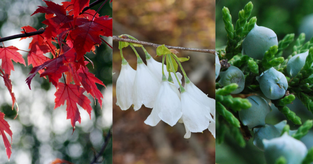 Red, White, and Blue Trees for Independence Day - Casey Trees