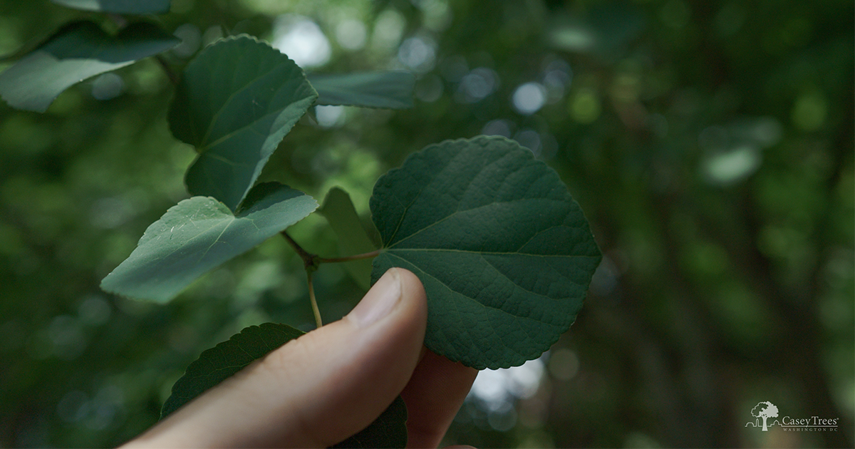 August is Tree Check Month - Casey Trees