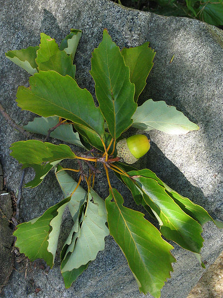 Oaktober: Chestnut Oak - Casey Trees