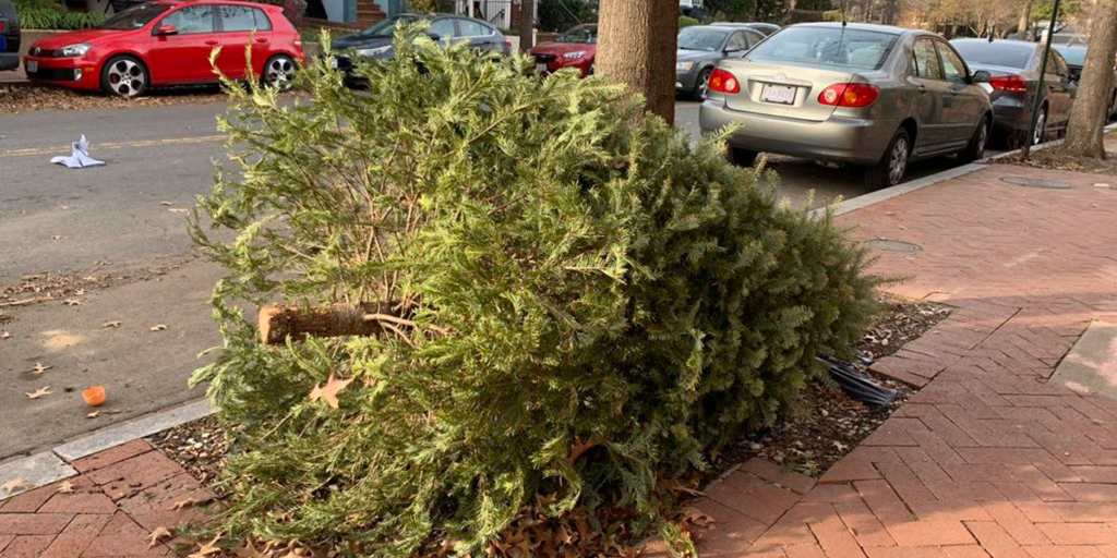 Holiday Greenery Collection in DC Starts January 11 - Casey Trees