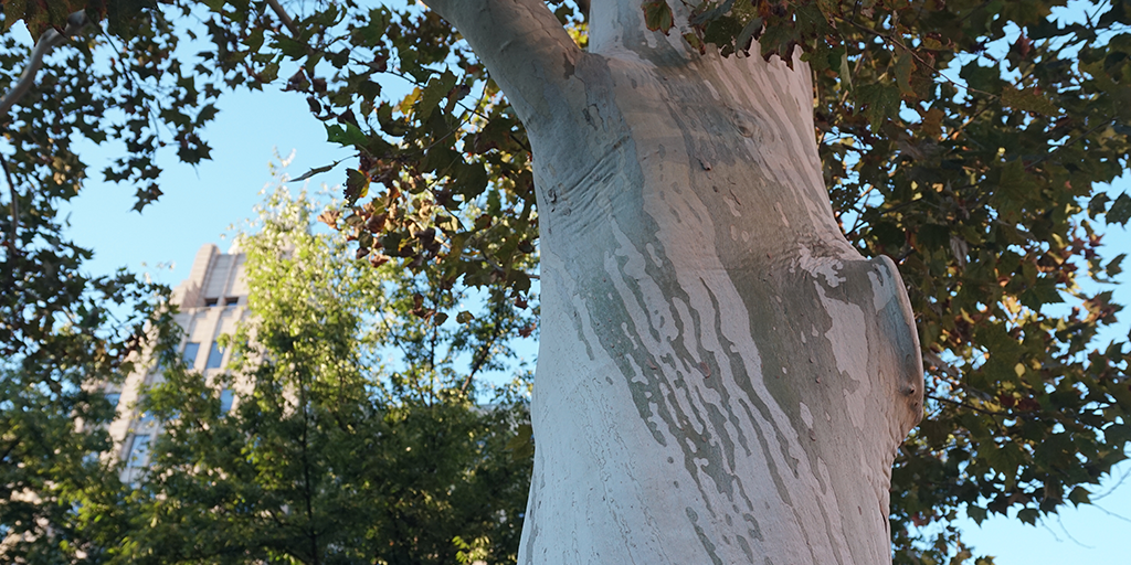 Heritage Tree versus Special Tree - Casey Trees