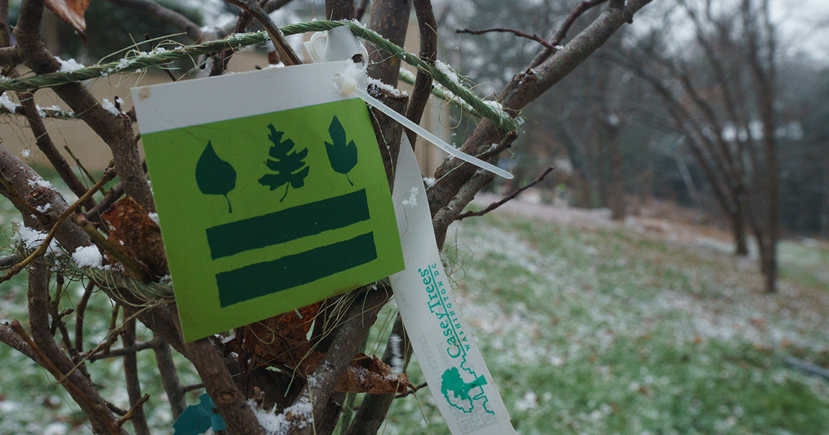 No matter the circumstances, we step up for DC’s trees. Will you step ...