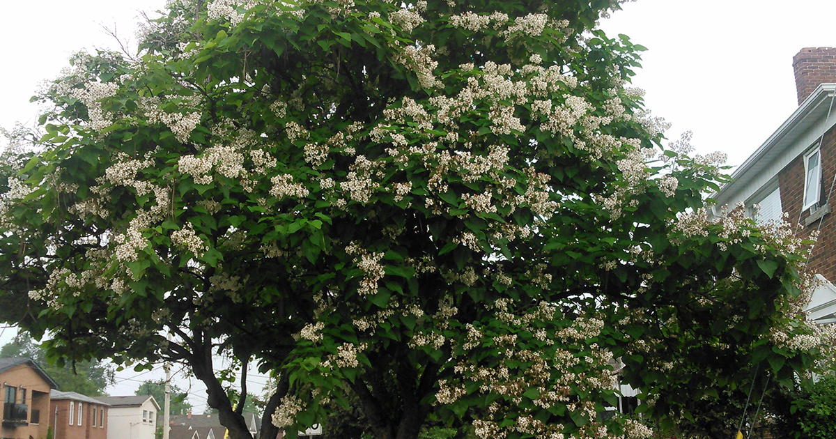 Tree Rainbow: White Blooms - Casey Trees