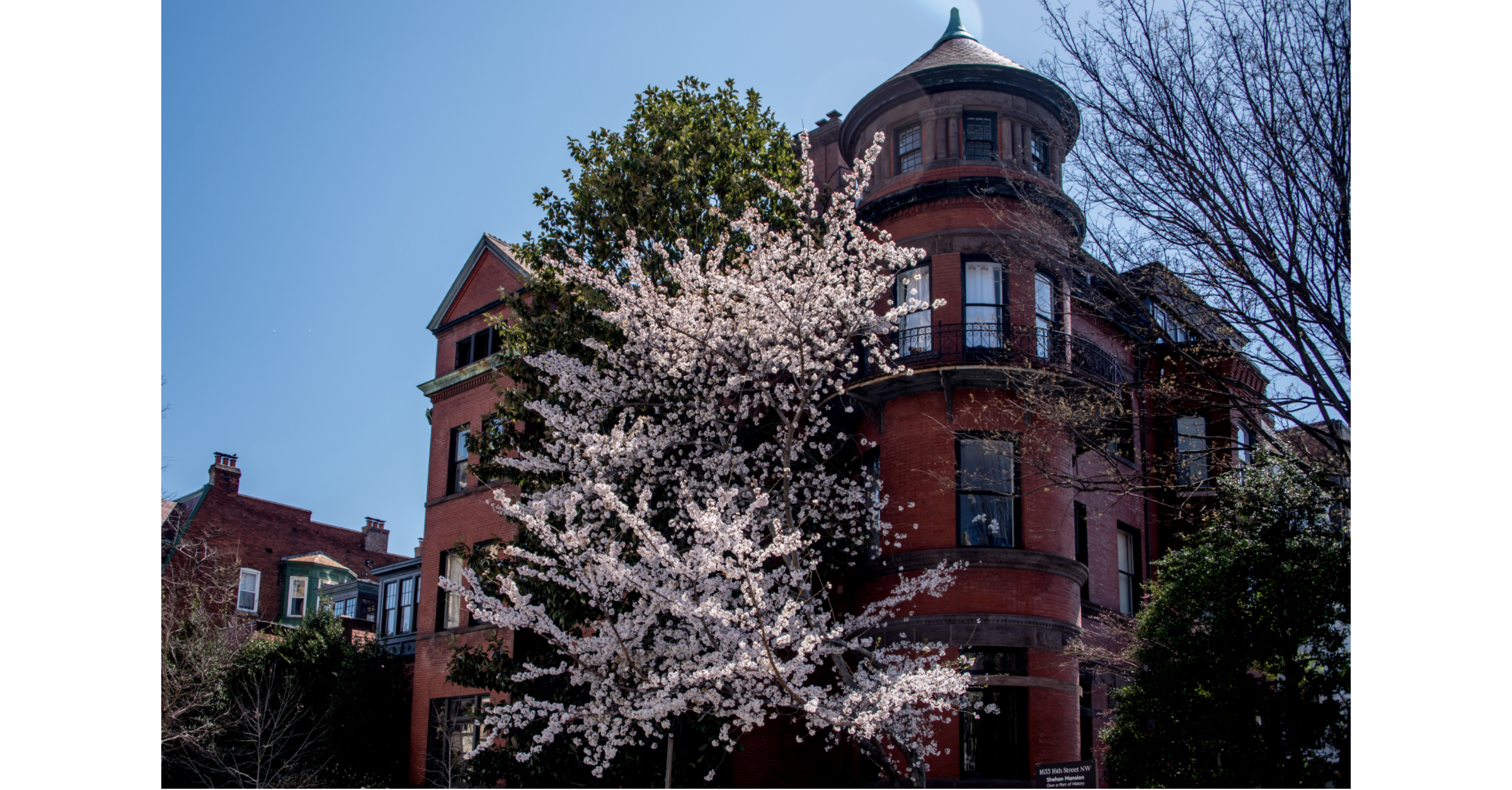 Cherry Trees for Your Yard (That Give You Money Back) - Casey Trees