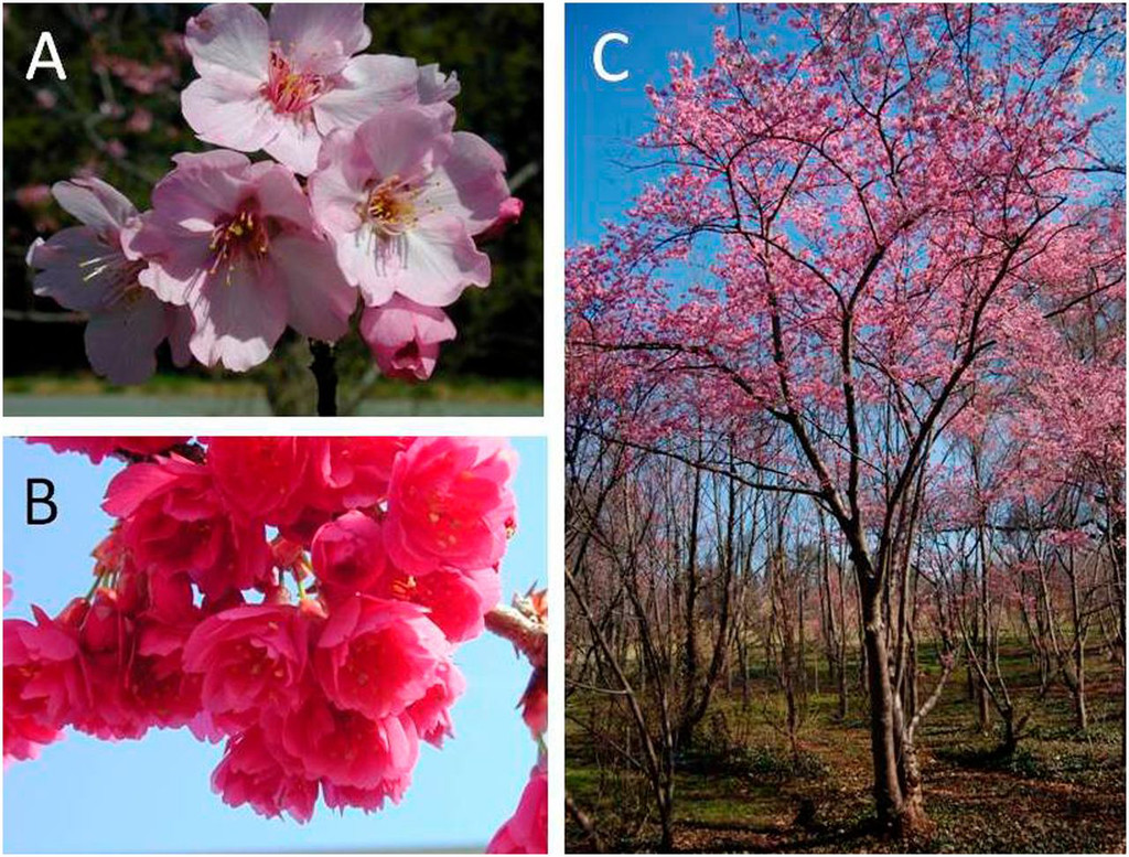 Women in Forestry and the Environment: Margaret Pooler - Casey Trees