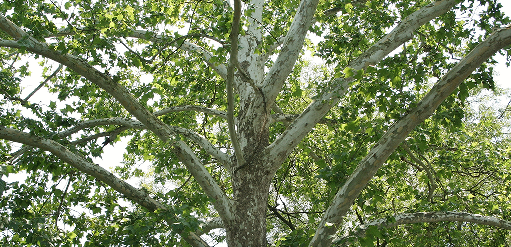 Canopy Trees We Plant For Free Casey Trees