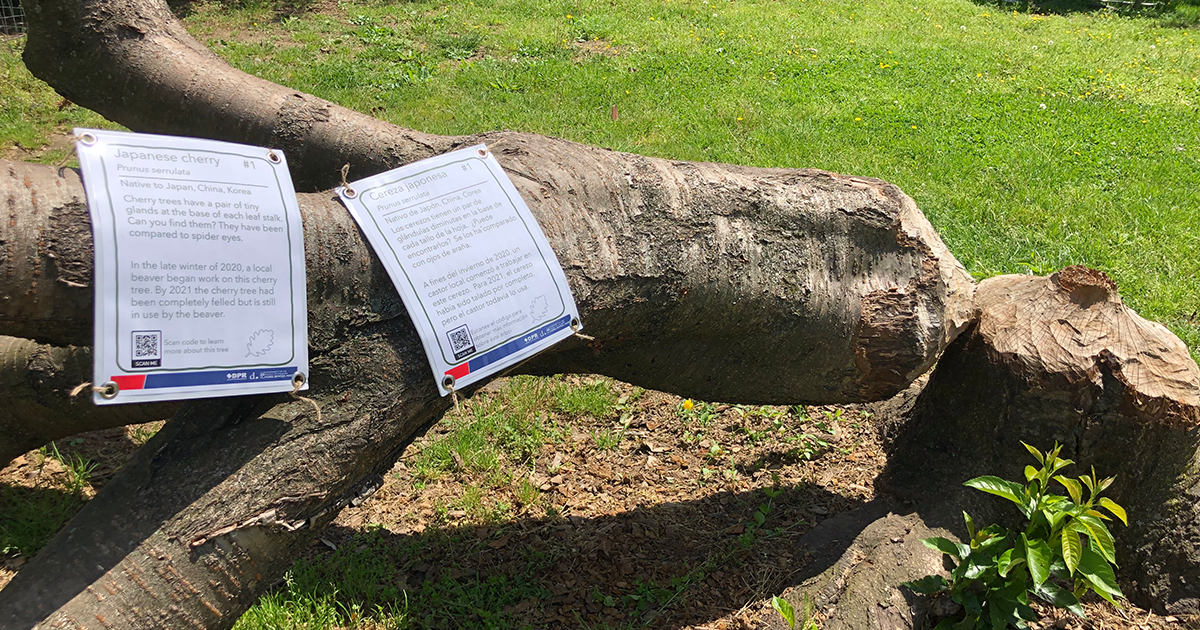 DDOT’s Pop Up Arboreta - Casey Trees