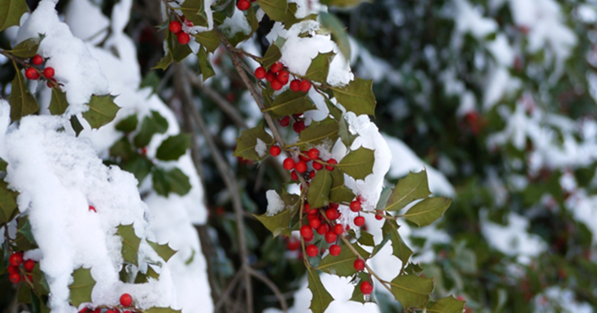 Winter’s Here: Five Evergreen Trees to ID in DC - Casey Trees