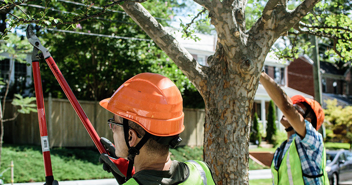 The Time to Prune is Now - Casey Trees