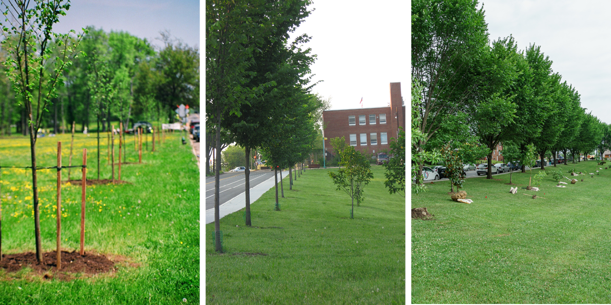 Our Very Best Before and Afters - Casey Trees