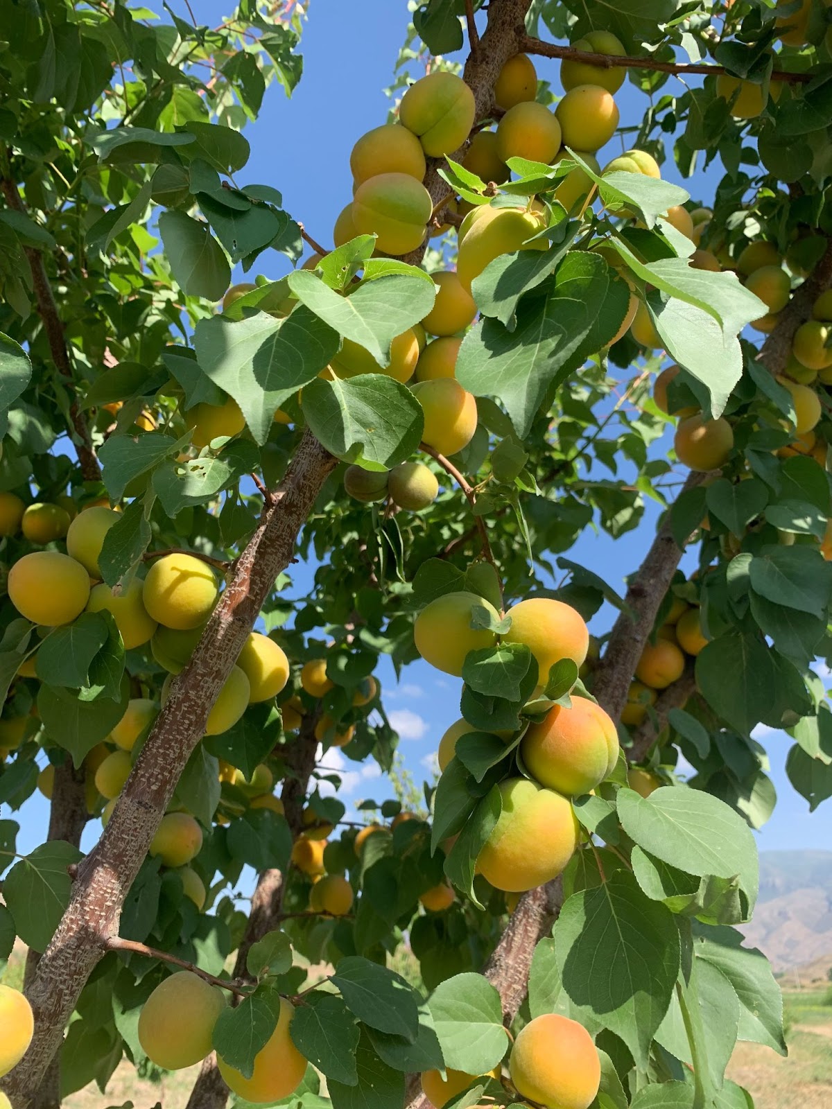 A Visit to Armenia with the Armenia Tree Project - Casey Trees