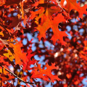 Fun State Trees - Casey Trees