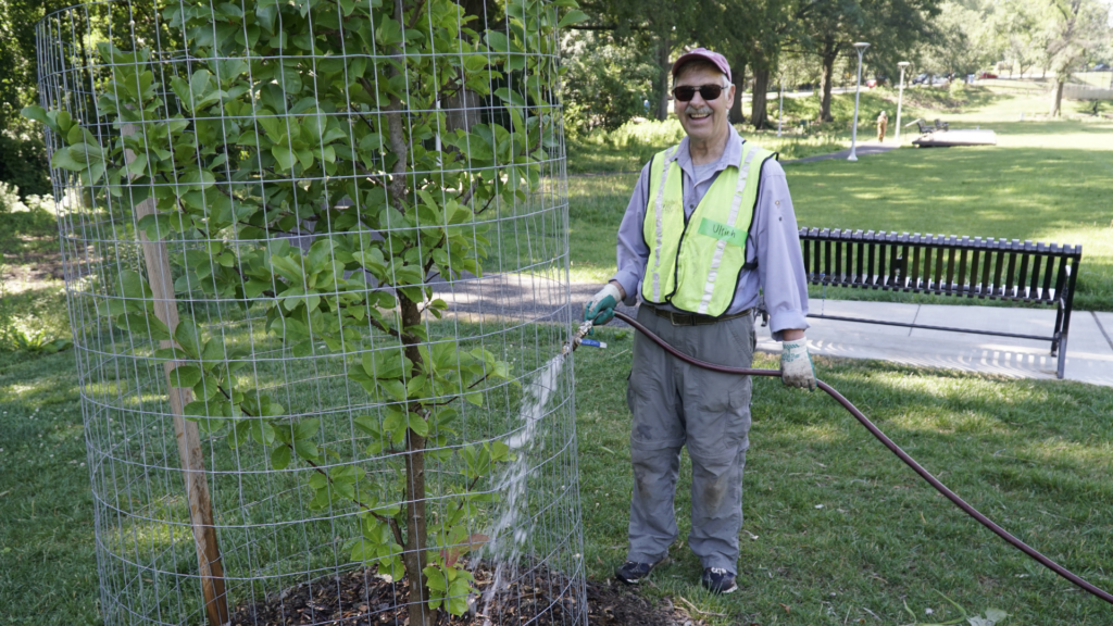 The Importance Of Watering - Casey Trees The Importance Of Watering - Casey Trees