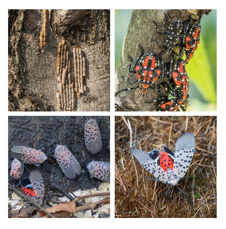 Squash the Spotted Lanternfly! - Casey Trees