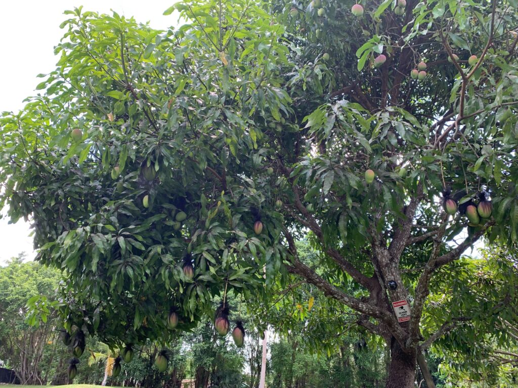 Connecting to Trees - Casey Trees