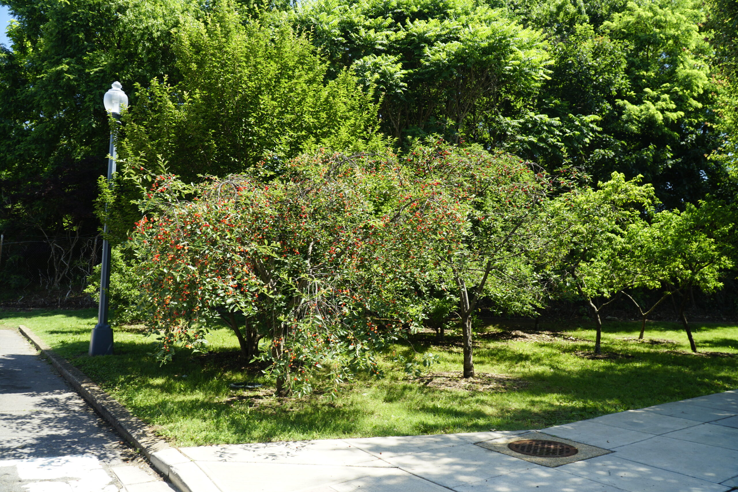 Explore our Conservation Easement: Allison St. Food Forest - Casey Trees