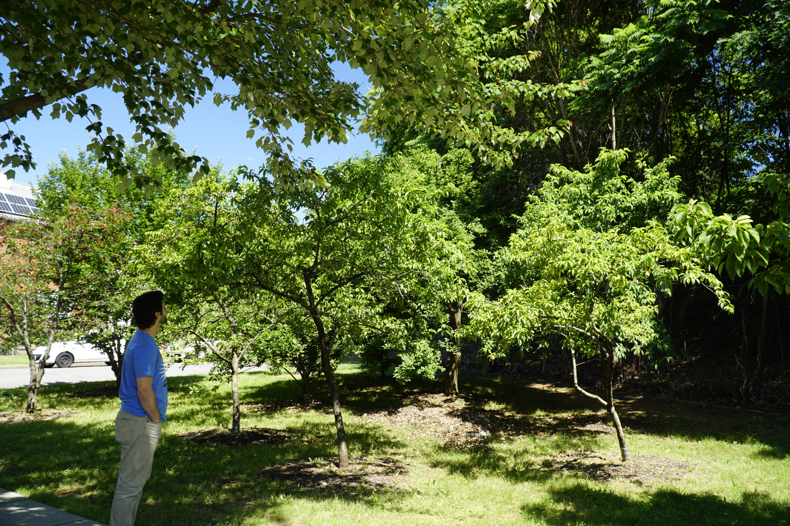 Explore our Conservation Easement: Allison St. Food Forest - Casey Trees