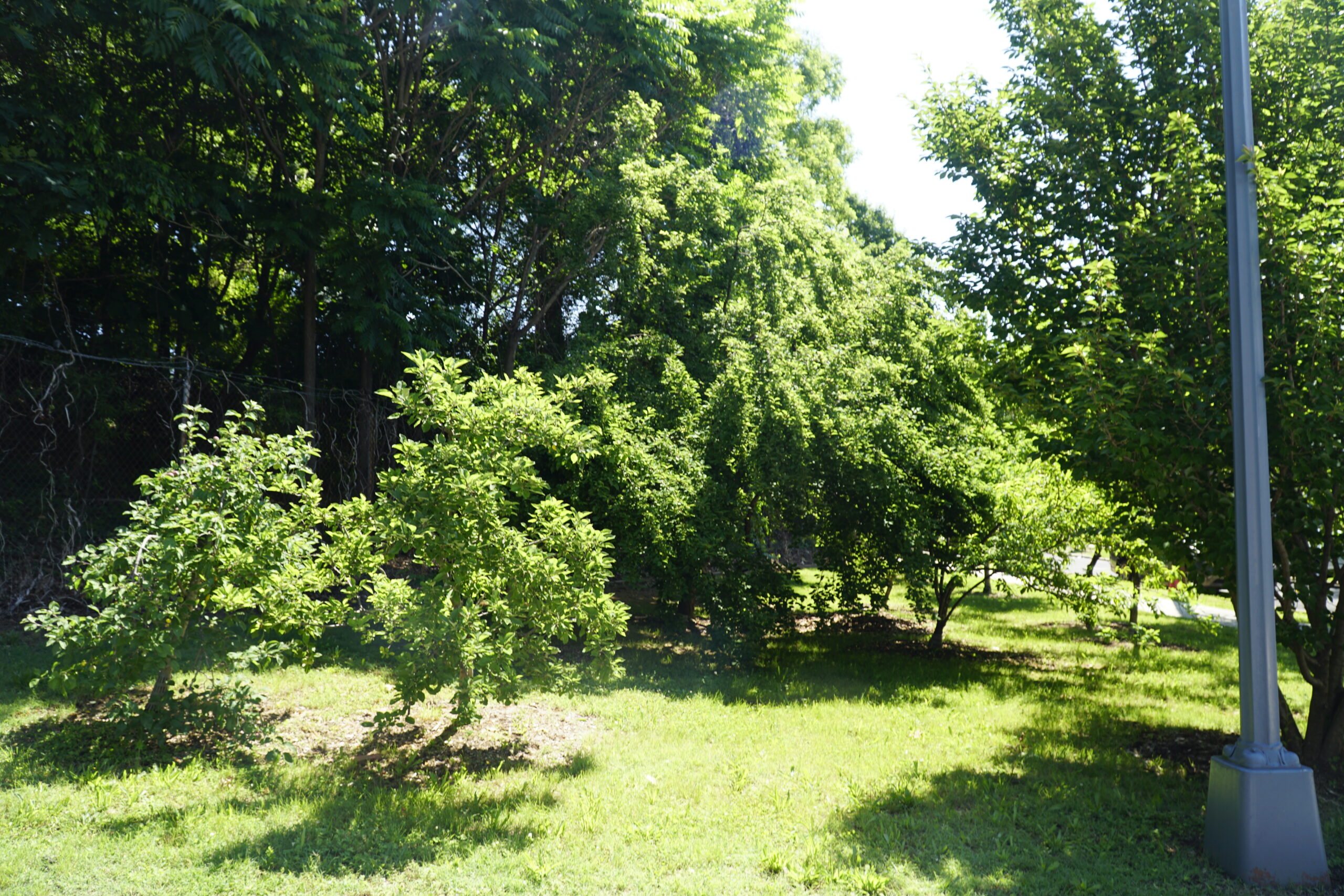 Explore our Conservation Easement: Allison St. Food Forest - Casey Trees