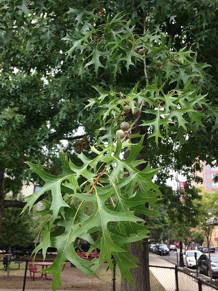 Scarlet Oak - Casey Trees