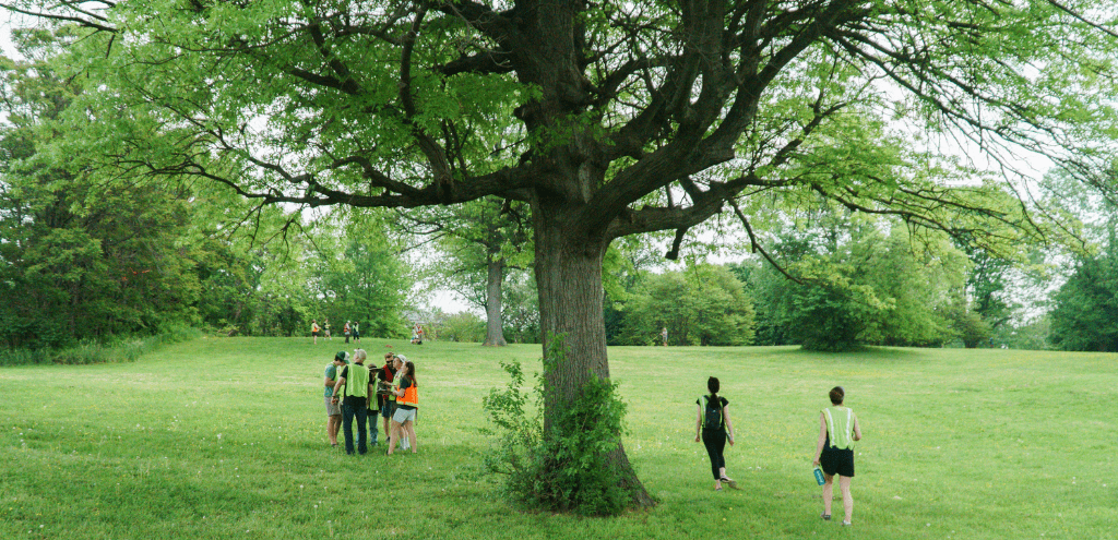 Let’s Find the Largest Tree in DC - Casey Trees