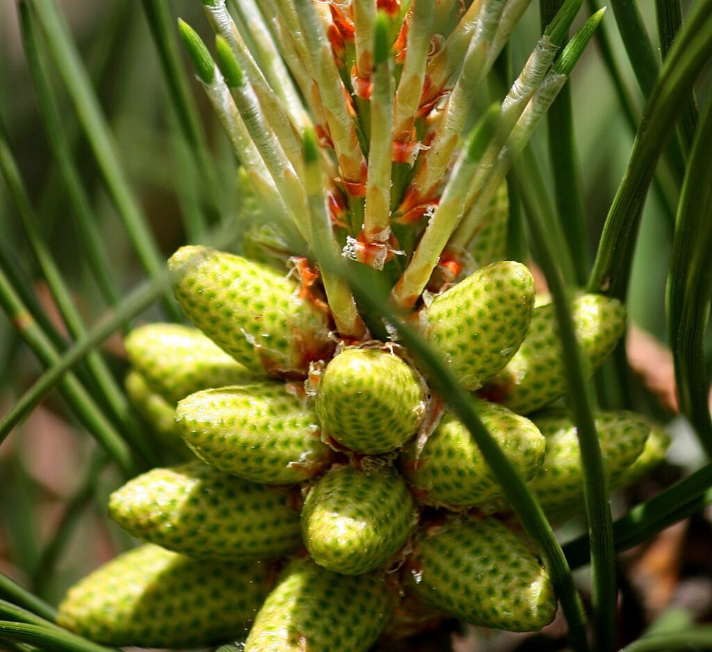 Loblolly Pine - Casey Trees