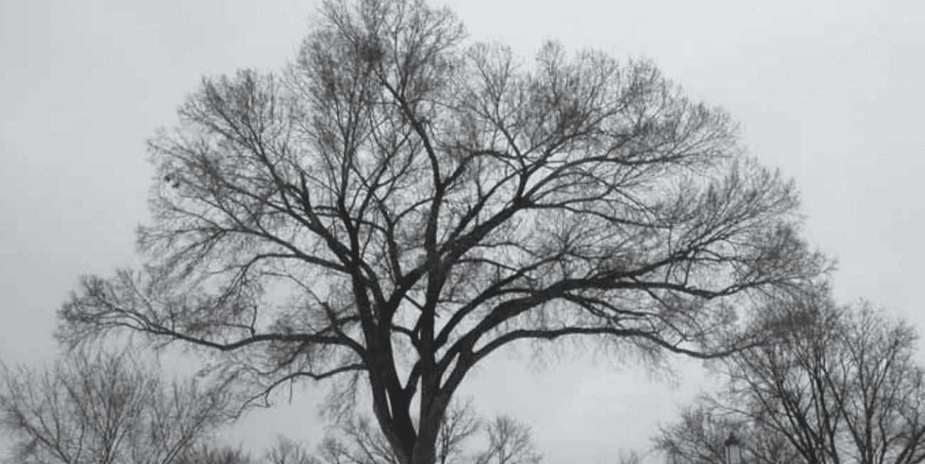 The Jefferson American Elm - Casey Trees