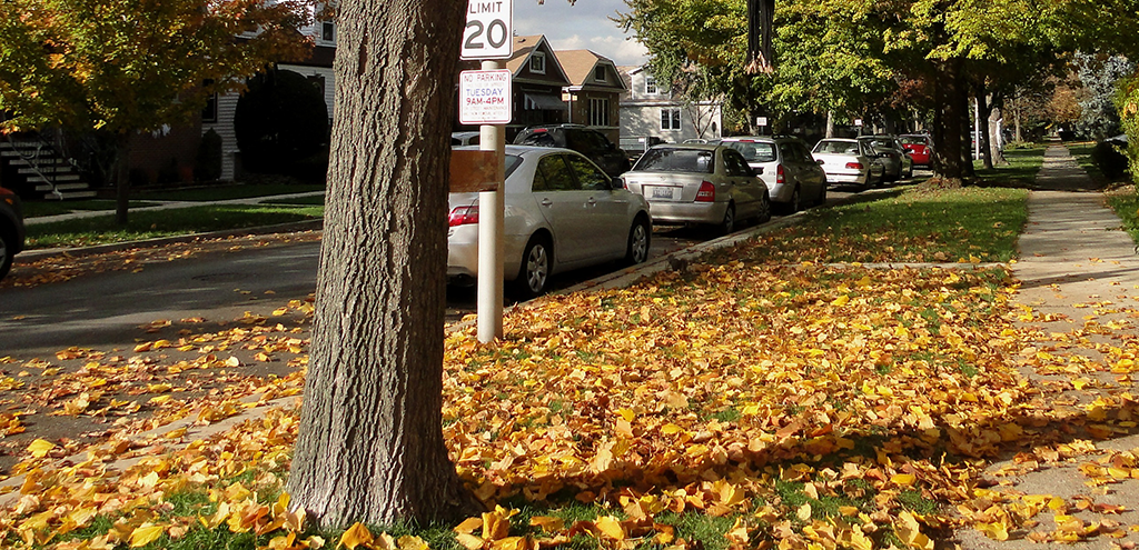 DC Leaf Collection - Casey Trees