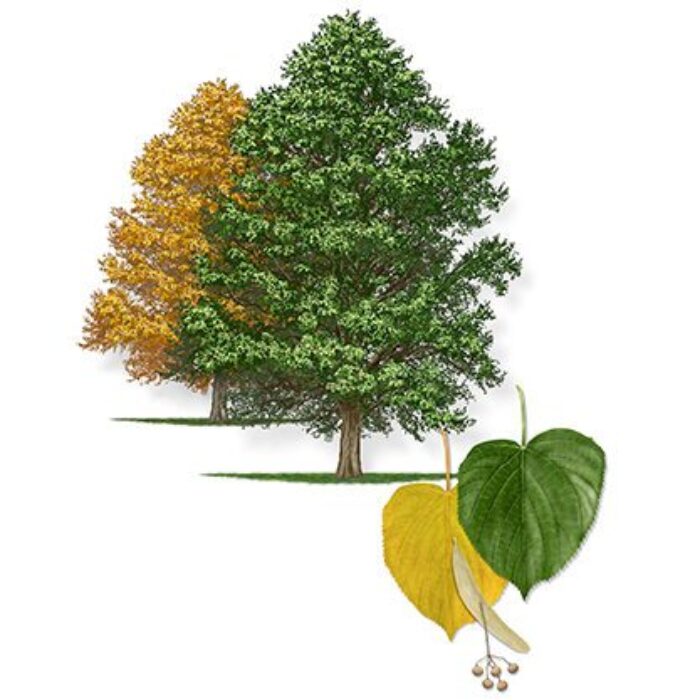 American Linden - Casey Trees