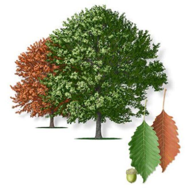 Chestnut Oak - Casey Trees