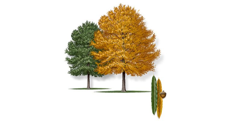 Willow Oak - Casey Trees