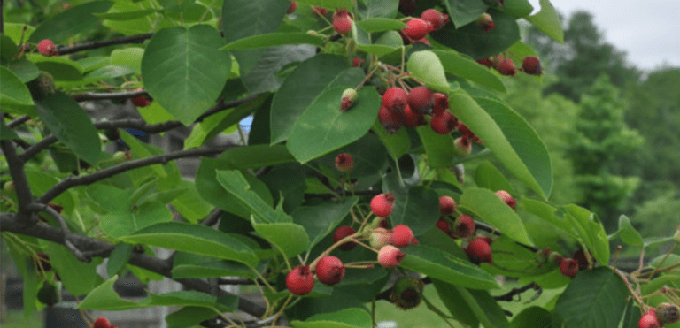 The Serviceberry: A Guide to Appreciating this Small but Mighty Tree ...