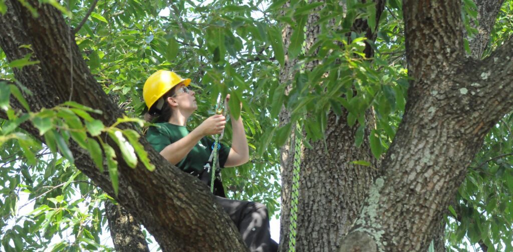 Kids Tree Climb at the U.S. National Arboretum - Casey Trees