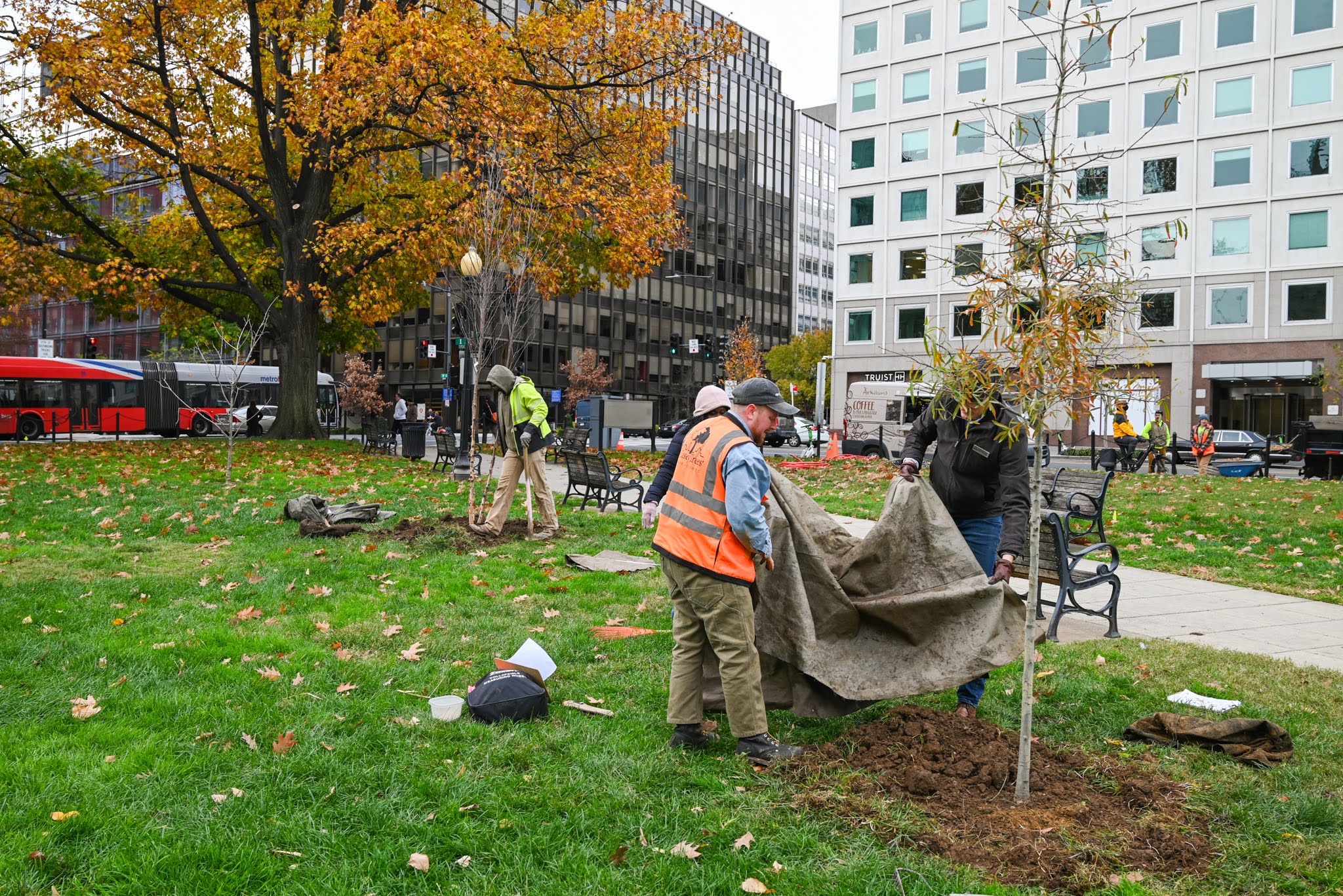 Reviving Farragut Square – A Legacy of Trees Returns - Casey Trees