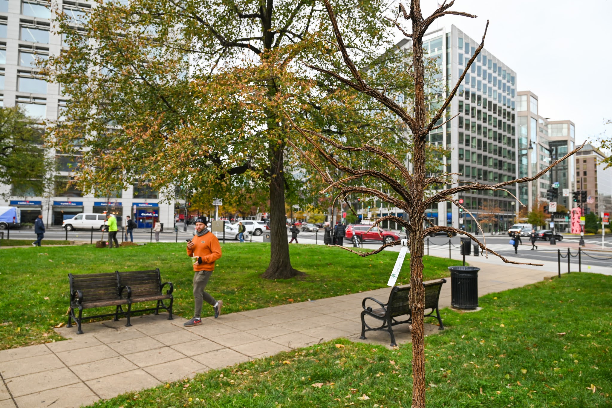 Reviving Farragut Square – A Legacy of Trees Returns - Casey Trees