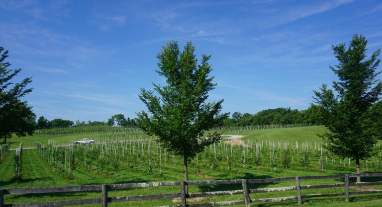 The Casey Tree Farm - Casey Trees