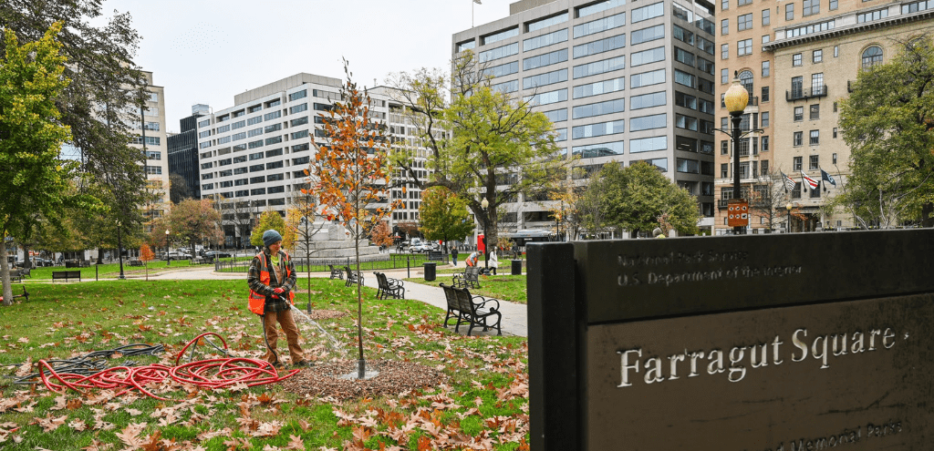 Reviving Farragut Square – A Legacy of Trees Returns - Casey Trees