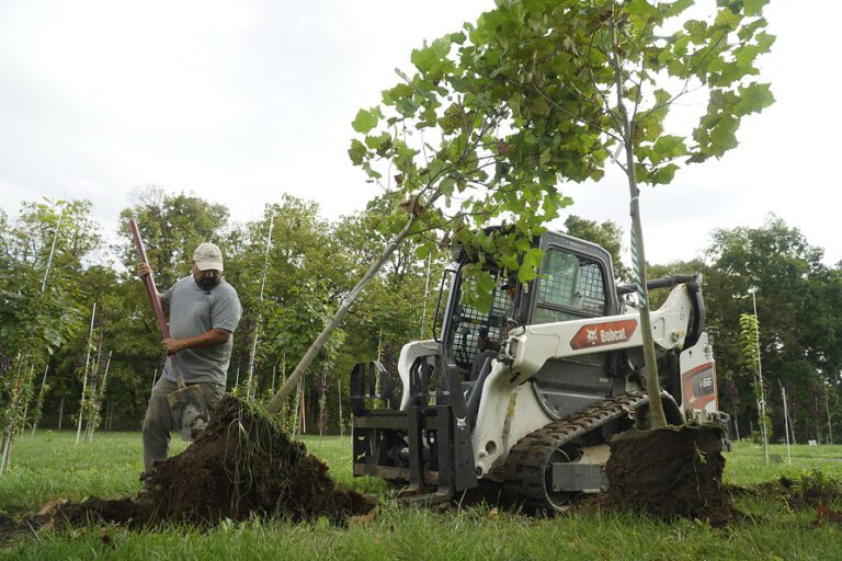 The Casey Tree Farm - Casey Trees
