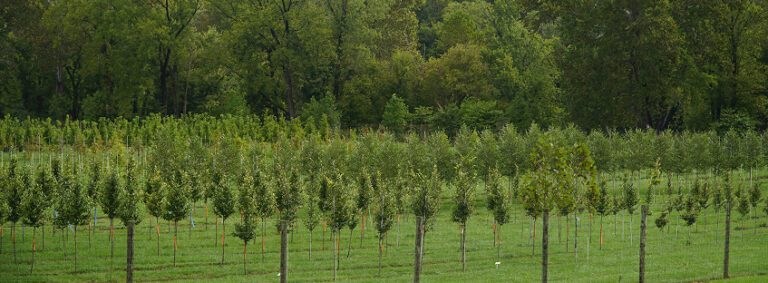 The Casey Tree Farm - Casey Trees