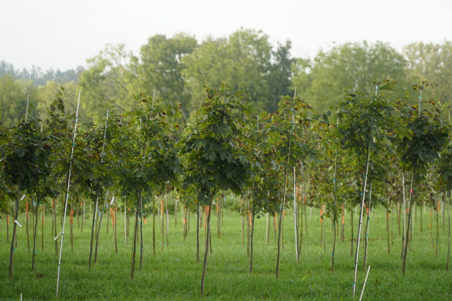 The Casey Tree Farm - Casey Trees