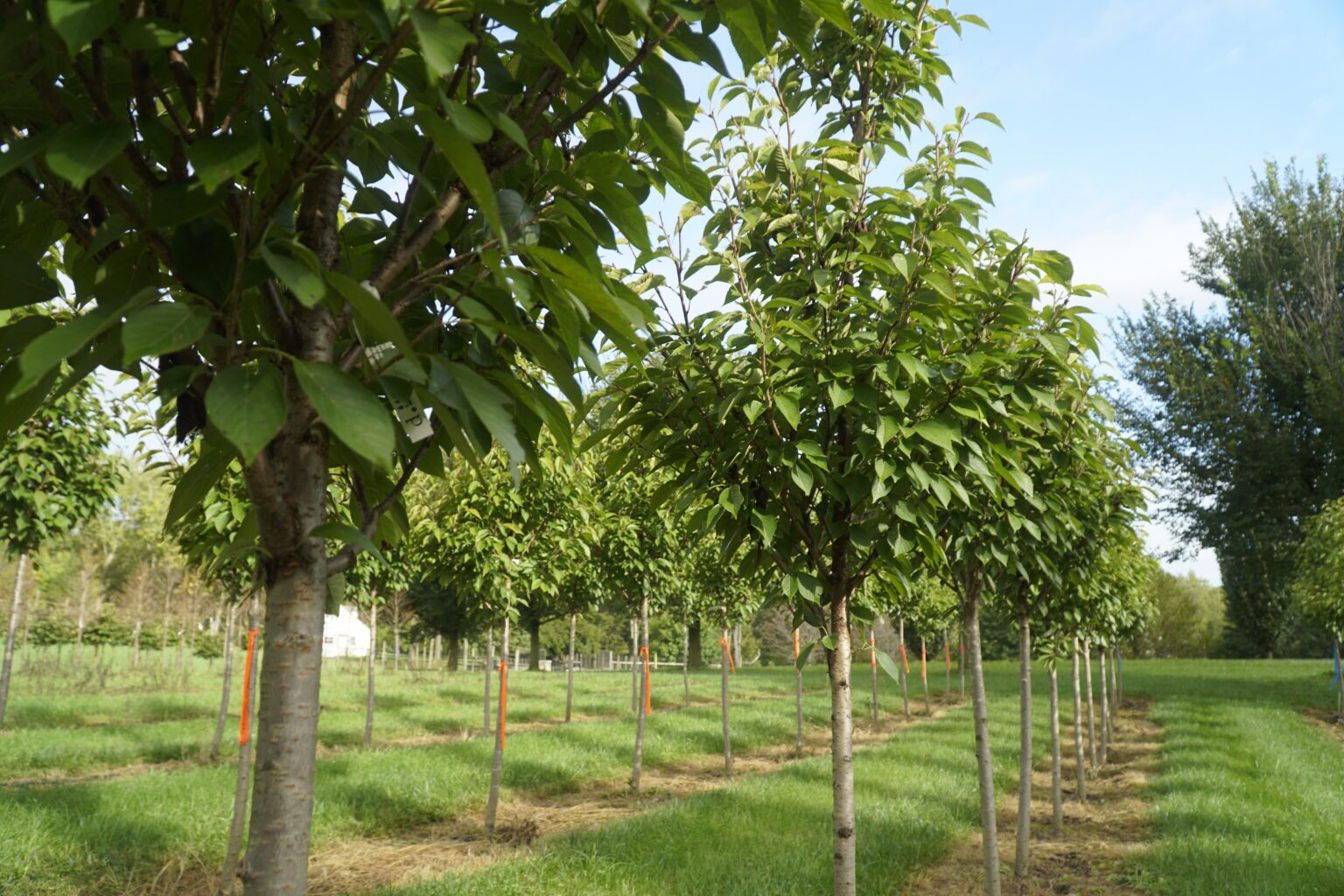 The Casey Tree Farm - Casey Trees