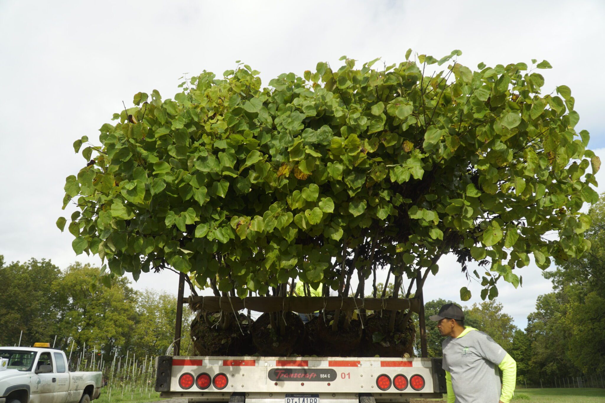 The Casey Tree Farm - Casey Trees