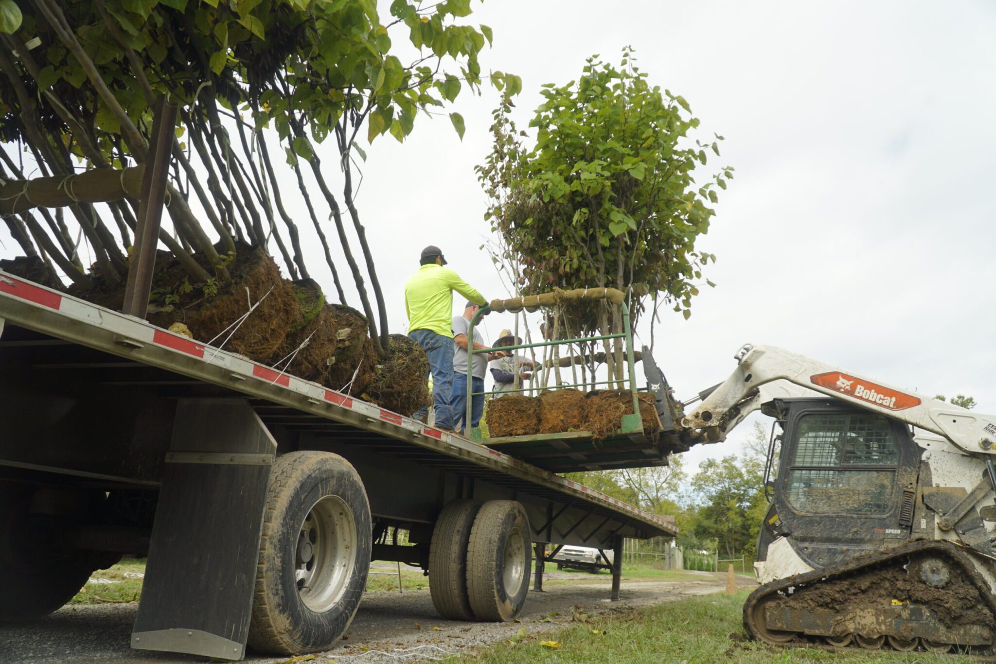 The Casey Tree Farm - Casey Trees