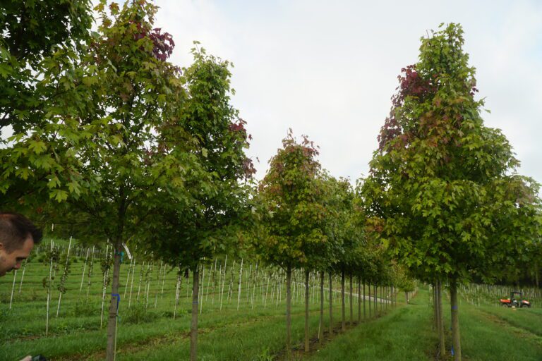 The Casey Tree Farm - Casey Trees